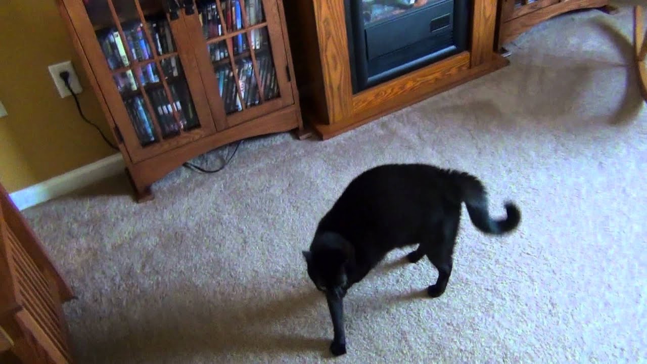 LOL: My Cat Freaking Out - YouTube