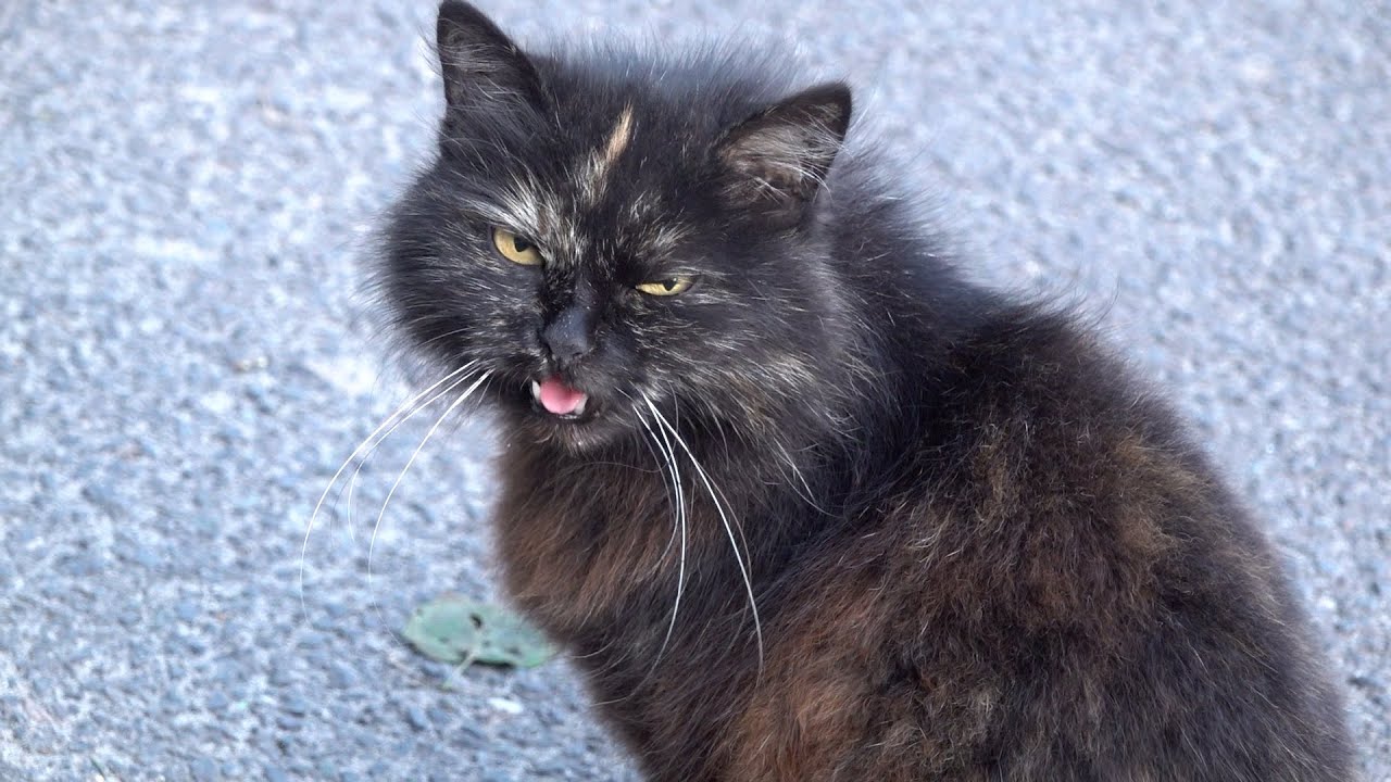 Fluffy cat little meow as always - YouTube