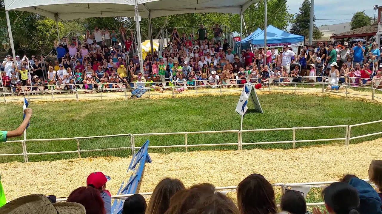Piglet Race! - YouTube