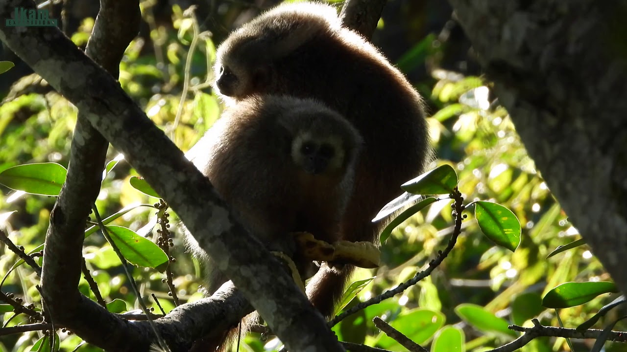 San Martin titi monkey in Moyobamba, San Martin - Peru - YouTube