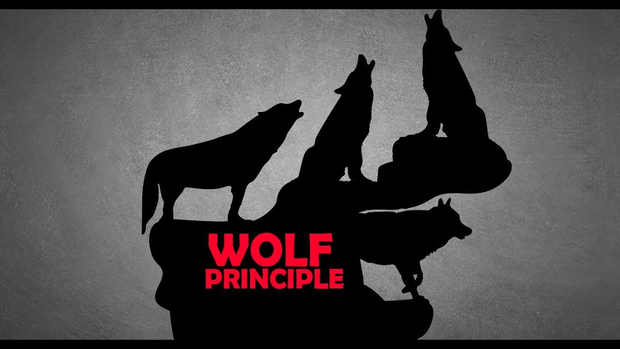 HOW TO BECOME RICH | THE WOLF PRINCIPLE - YouTube