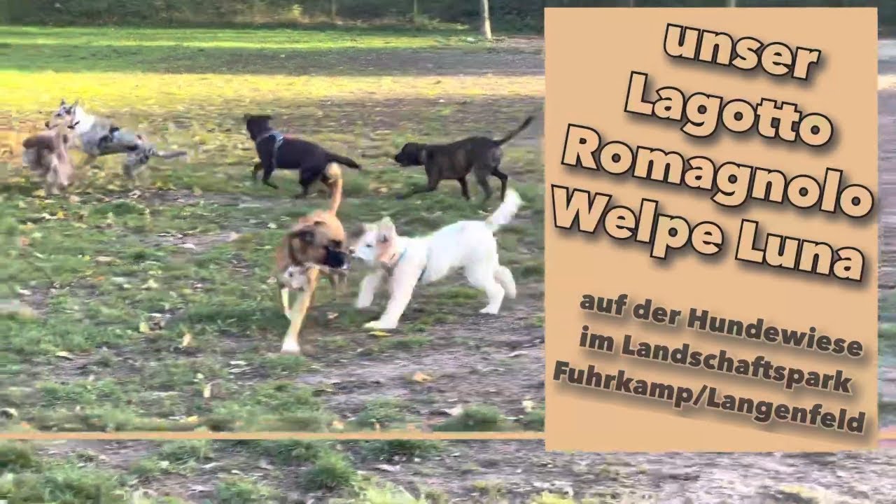 Unser Lagotto Romagnolo Welpe Luna - auf der Hundewiese im ...