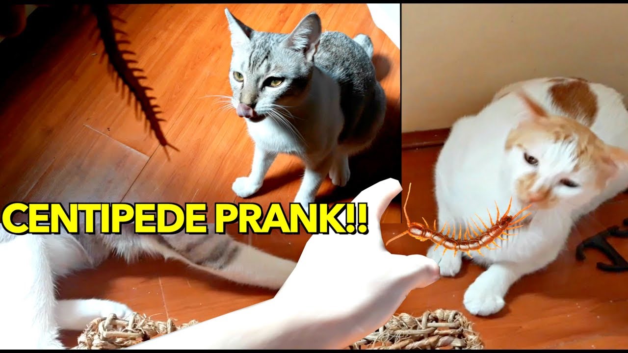 CATS vs. CENTIPEDE!! 😱PRANK time for my FURRBABIES 😂 - YouTube
