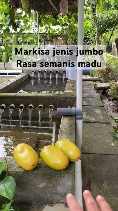 Markisa jenis jumbo varian rasa semanis madu - YouTube