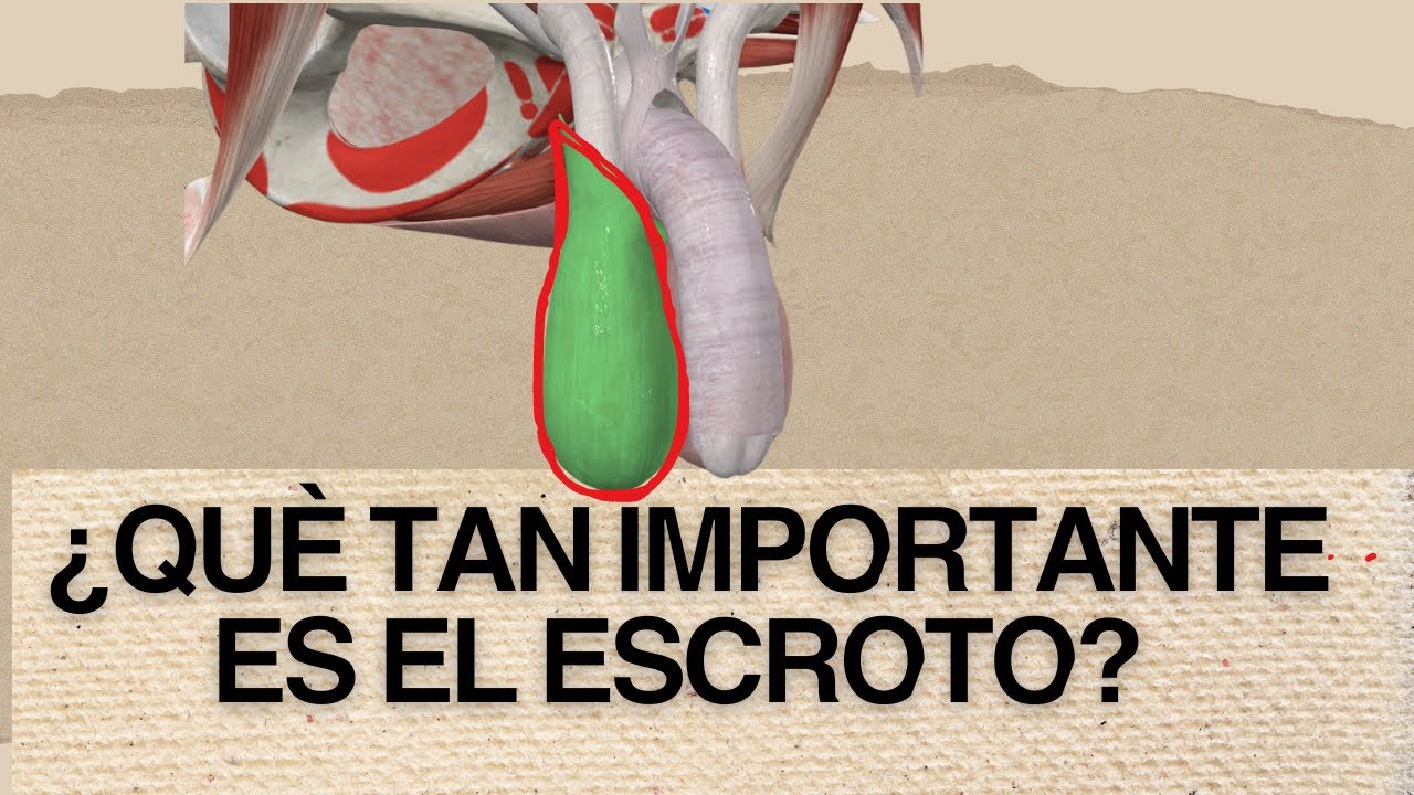 ¿QUÉ TAN IMPORTANTES SON LAS BOLSAS ESCROTALES? - YouTube