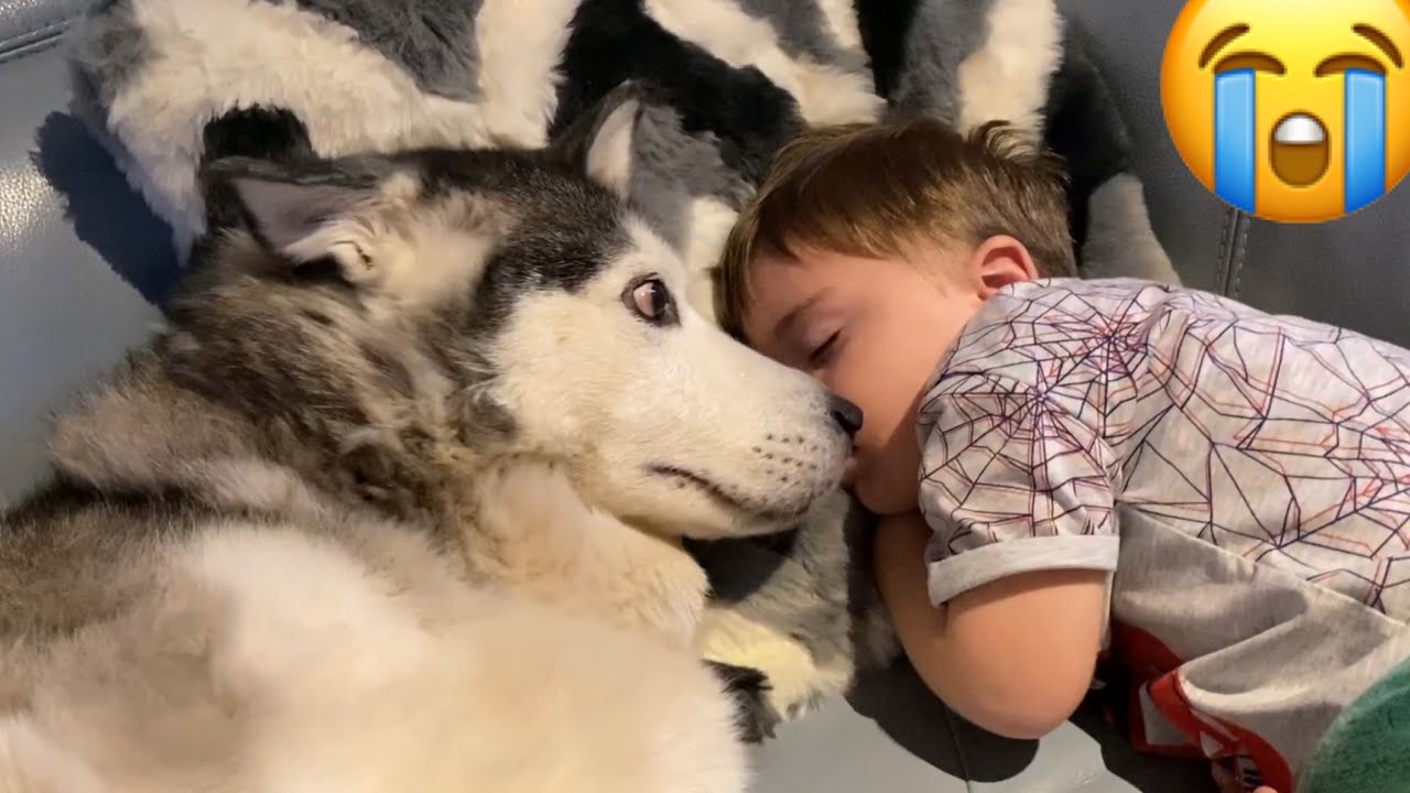 Adorable Husky Does Everything She Can To Help My Sick Baby!! [CUTEST ...