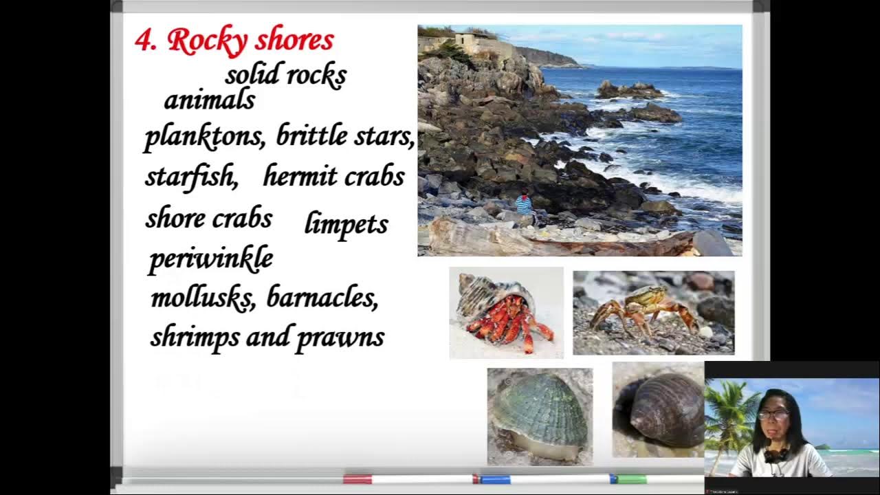 The Biotic Factors in Intertidal Zones and Estuarine Ecosystem - YouTube