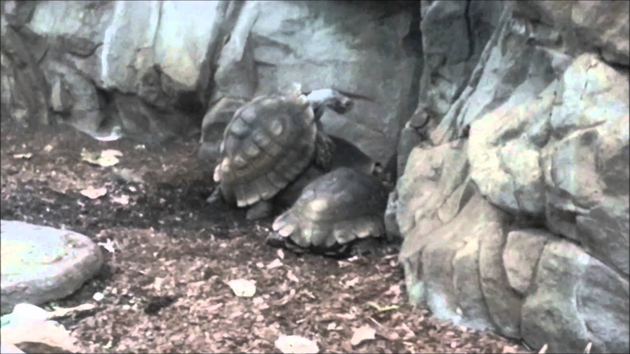 Werid animals and humping turtles at Minnesota Zoo! - YouTube