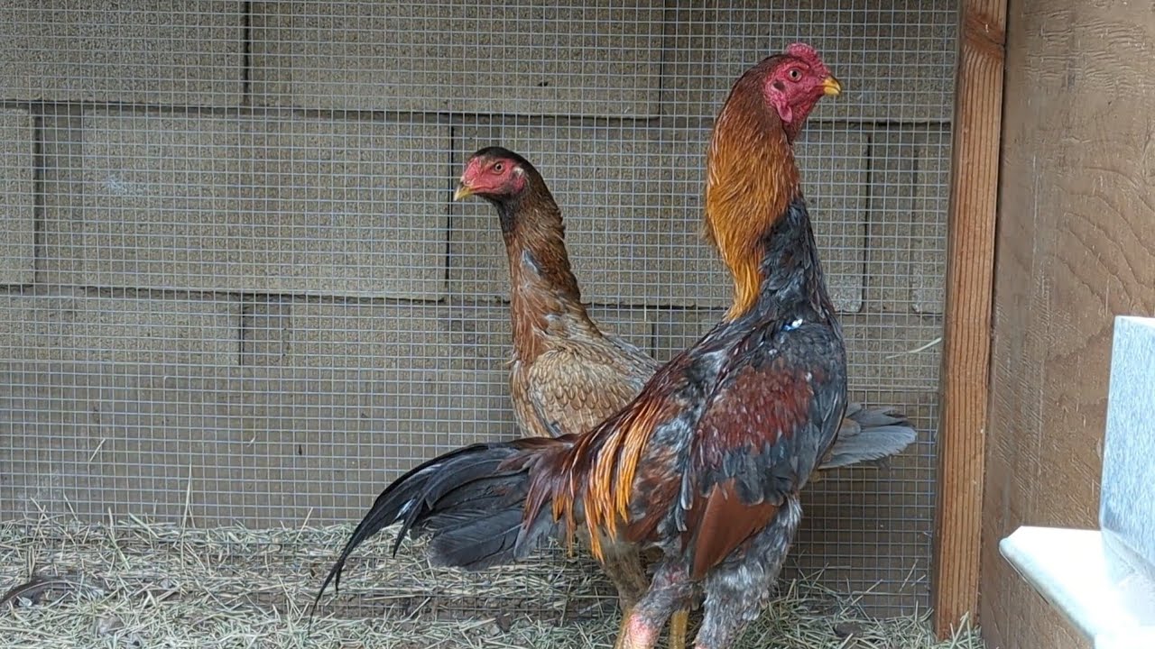 Brazilian Blue Red Rooster and hen - YouTube
