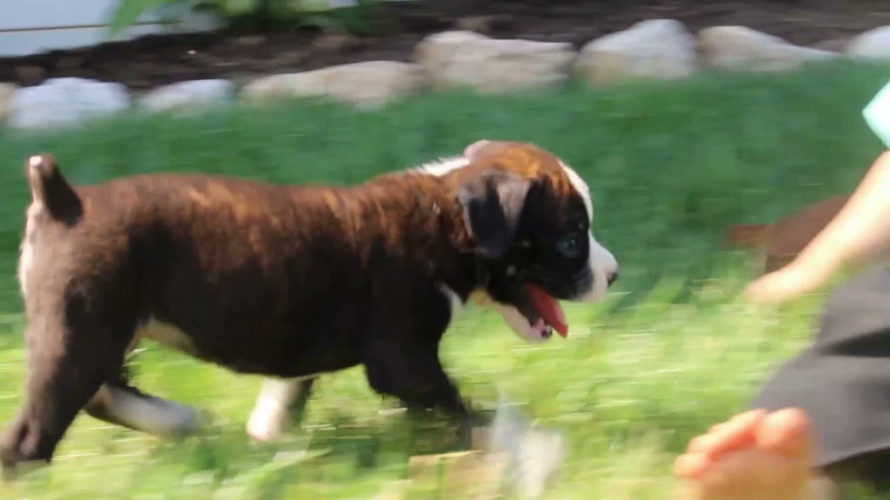 Boxer Puppies For Sale Elmer and Ruthie Esh - YouTube