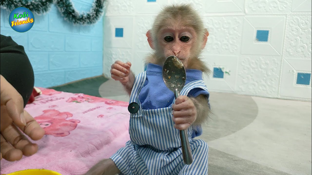 Kobi monkey eats cereal for the first time - YouTube