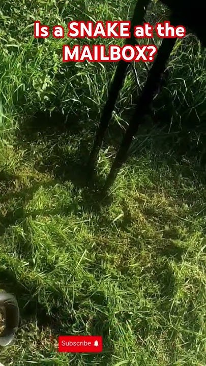 Flipping the LIEN- Part 2 of 7 is a snake at the mailbox (S2) # ...