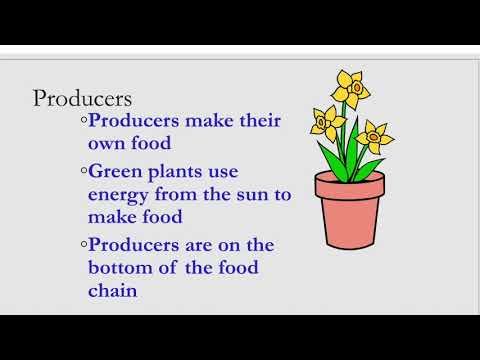 4th Grade Food Chain and Food Webs - YouTube