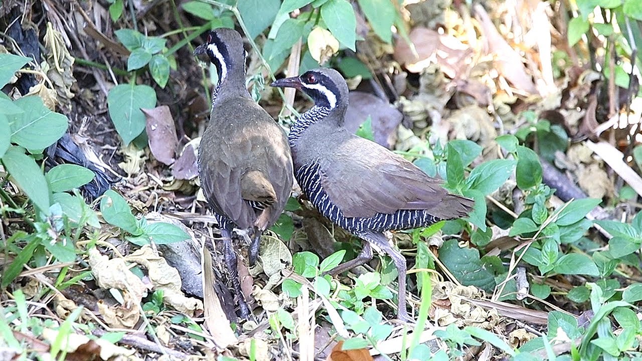 Barred Rails Feeding Each Other - YouTube