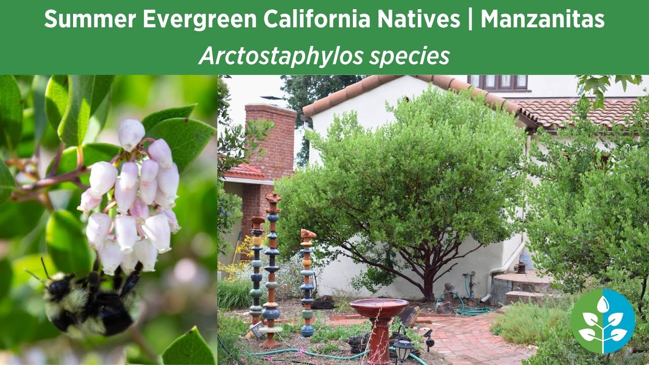 Summer Evergreen California Natives | Manzanita Species - YouTube