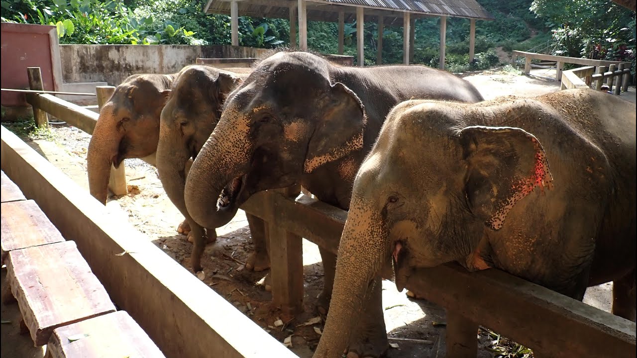 Elephant Sanctuari - Khao Lak - YouTube