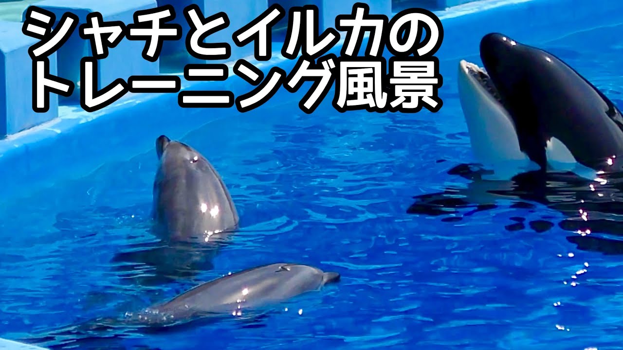 シャチのリンちゃんとイルカのビビちゃんとルルちゃん 軽くトレーニングです【名古屋港水族館】Orca Lynn-chan Dolphin ...