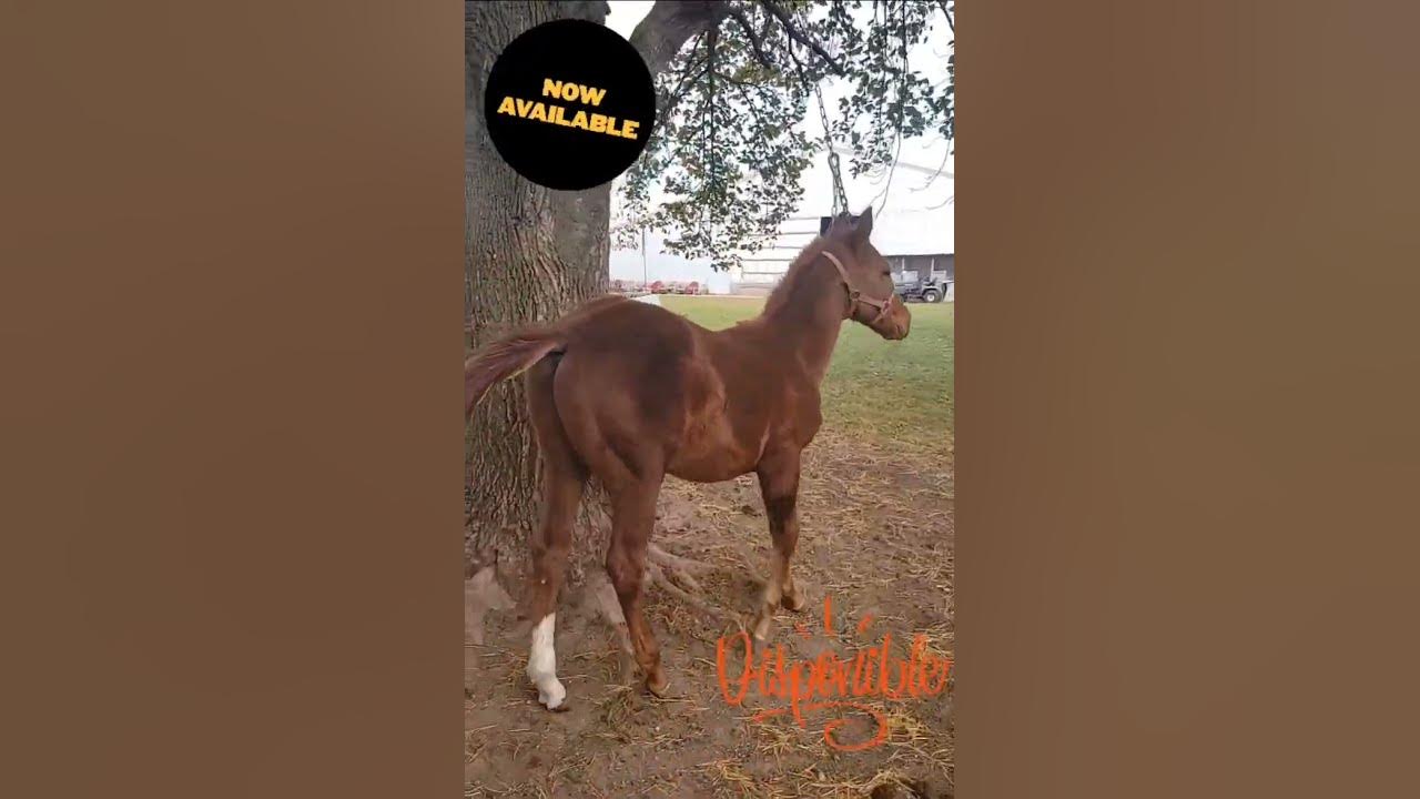 2022 AQHA STUD COLT NCHA MONEY EARNING SIRE. - YouTube