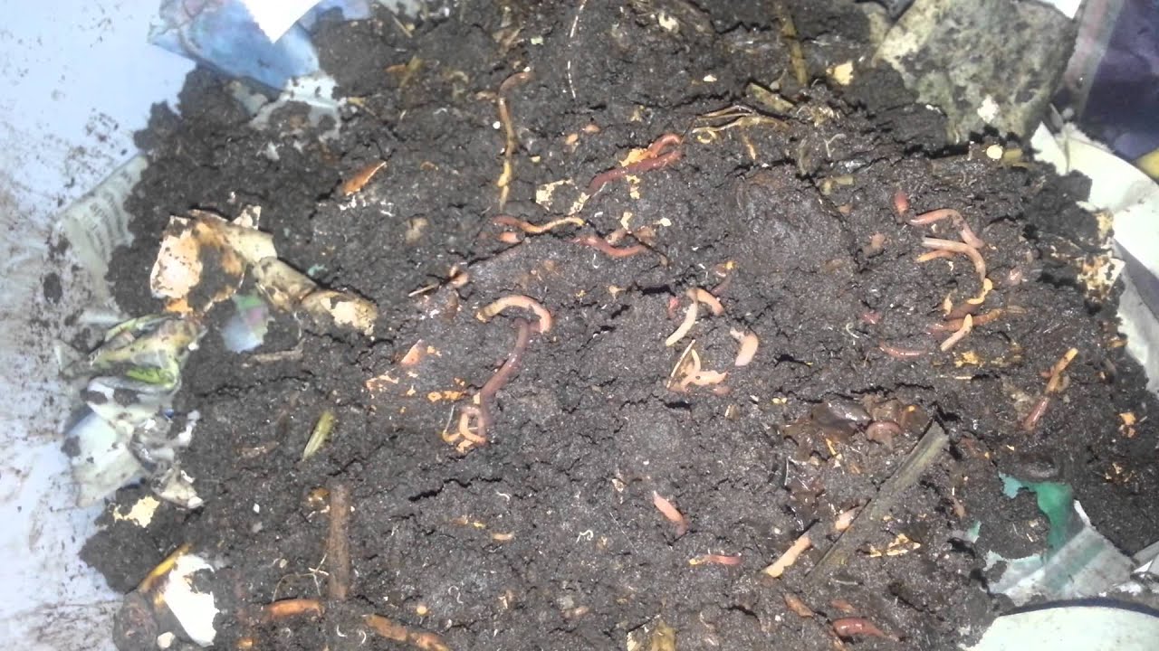 Fast motion worm burrowing - YouTube