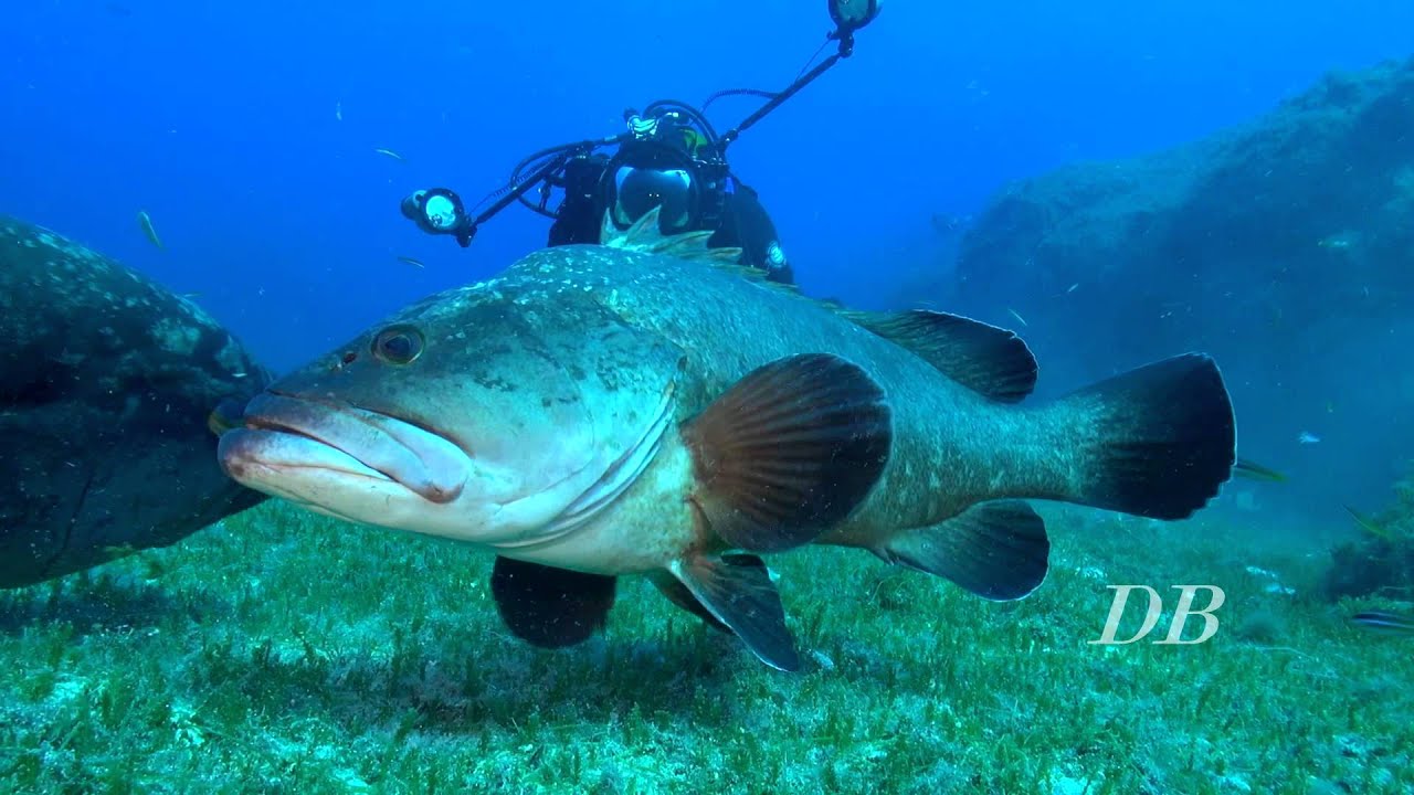 Un photographe sous-marin à Mérou-ville - Mérou brun - Méditerranée ...