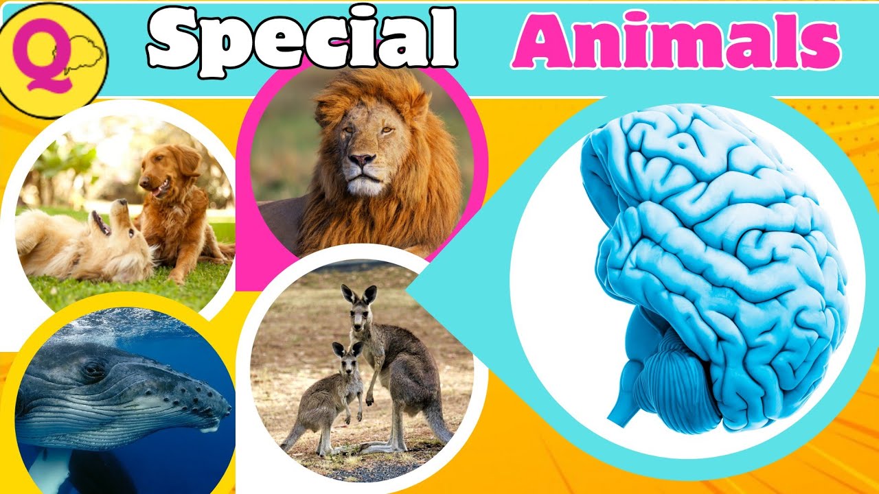 Test Your Animal Knowledge: Fun Animal General Knowledge Quiz 🐢🦓🐒 - YouTube
