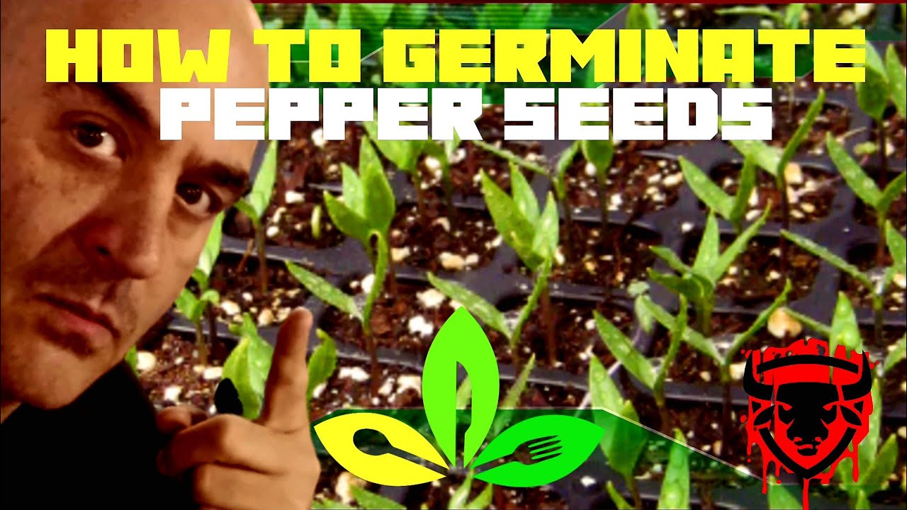 How To Germinate Pepper Seeds Growing Hot Peppers 2023 - YouTube