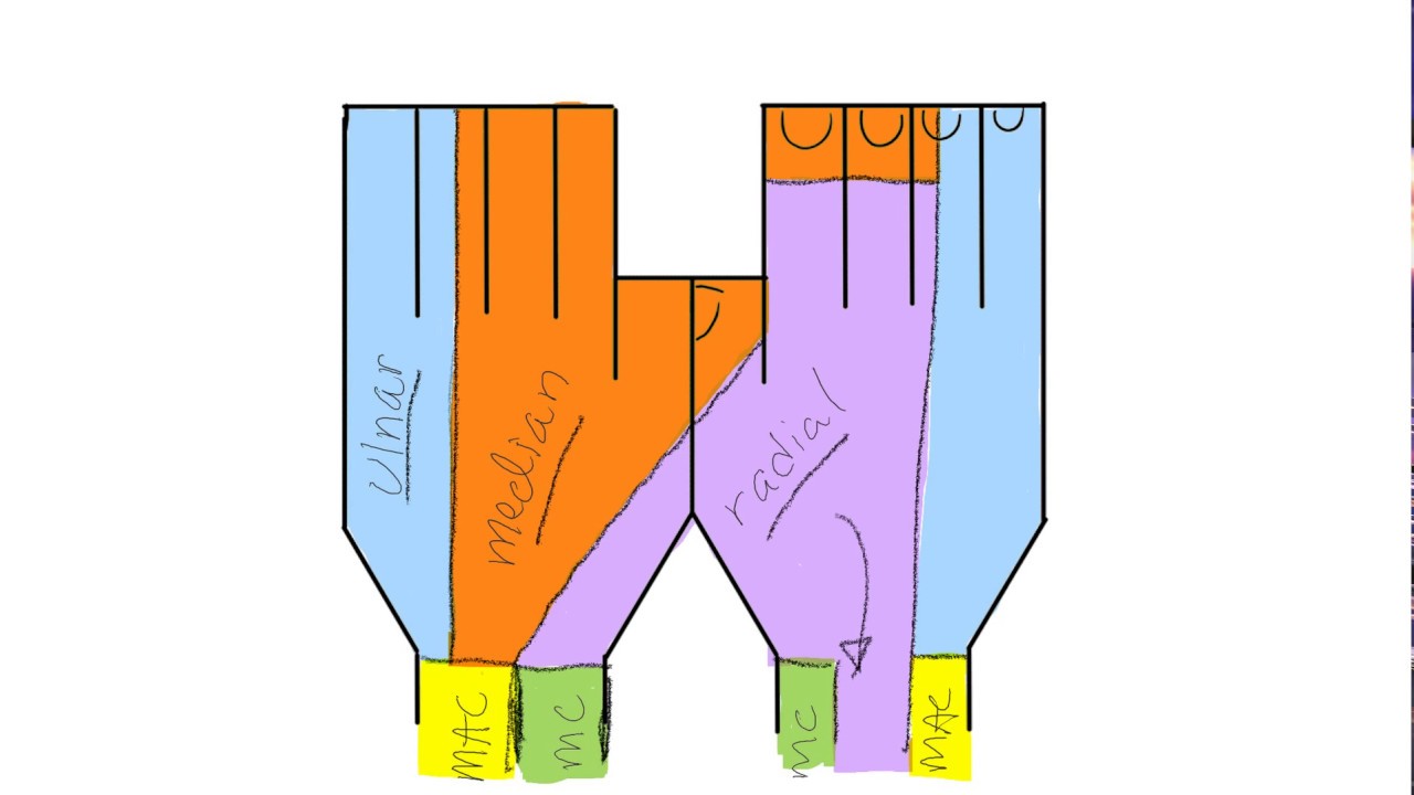 Draw the Cutaneous Innervation of the Hand EASY - YouTube