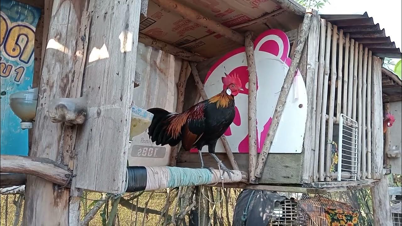 2 (11)lo peb Saib mes nyuam tsuag qaibf2 nawb 2023 - YouTube