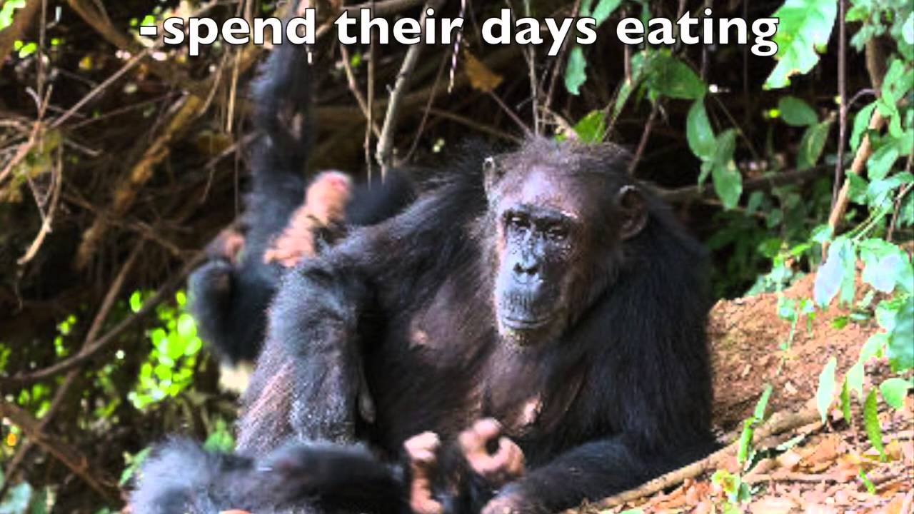 Geography project-equatorial regions 777 - YouTube