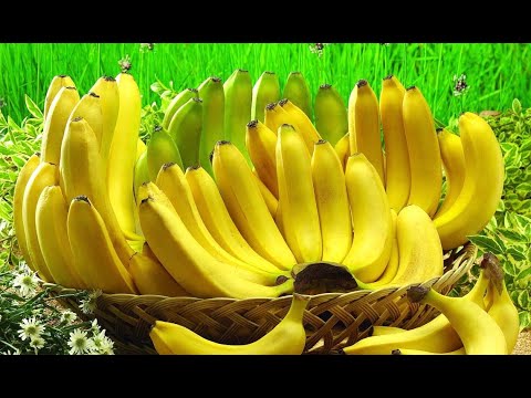 দেশের মাটিতে মেহের সাগর কলা ভালো এবং খেতে অনেক সুস্বাদু/Meher Sagar ...
