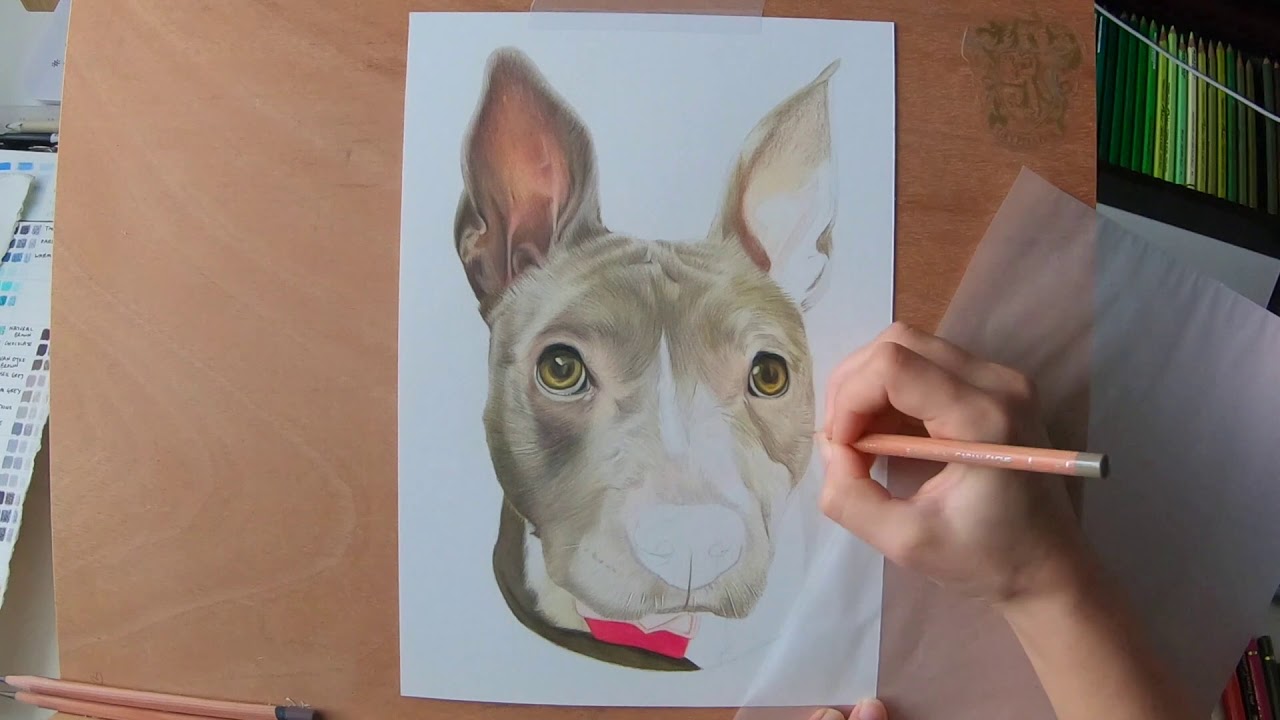 DRAWING Juniper the AMERICAN PITBULL TERRIER dog | COLOURED PENCIL ...
