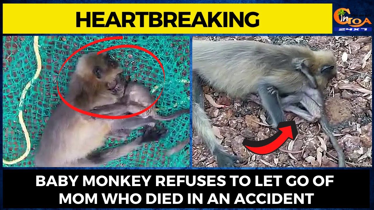 #Heartbreaking- Baby monkey refuses to let go of mom who died in an ...