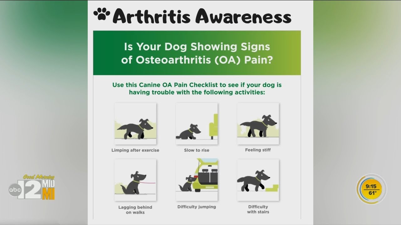 The Bay Area Animal hospital discusses animal arthritis - YouTube