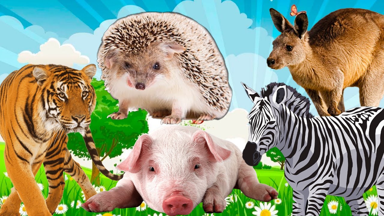 Interesting things about animals: cats, dogs, horses, sheep, ducks ...