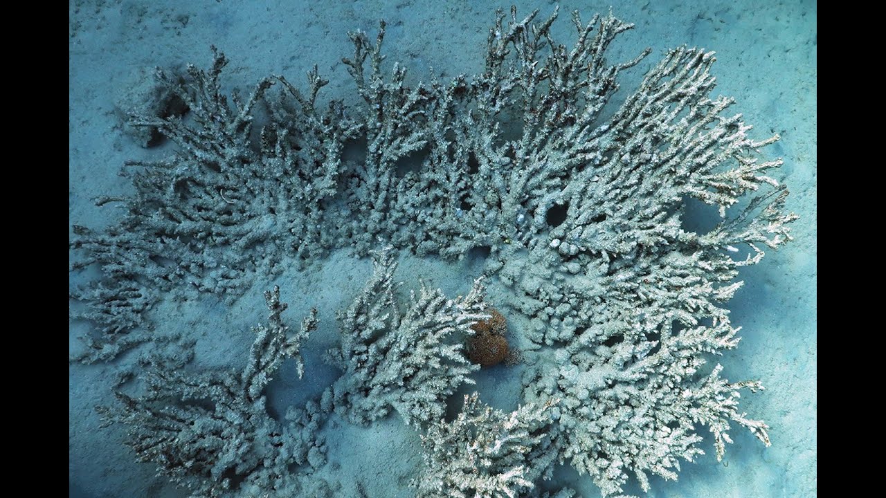 Coral poem - YouTube