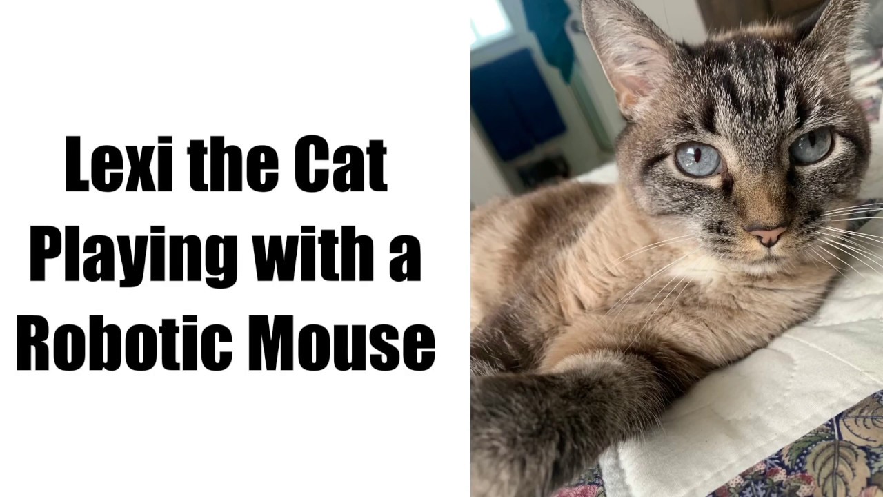 Lexi the Linx Point Cat playing with a Robotic Mouse - YouTube