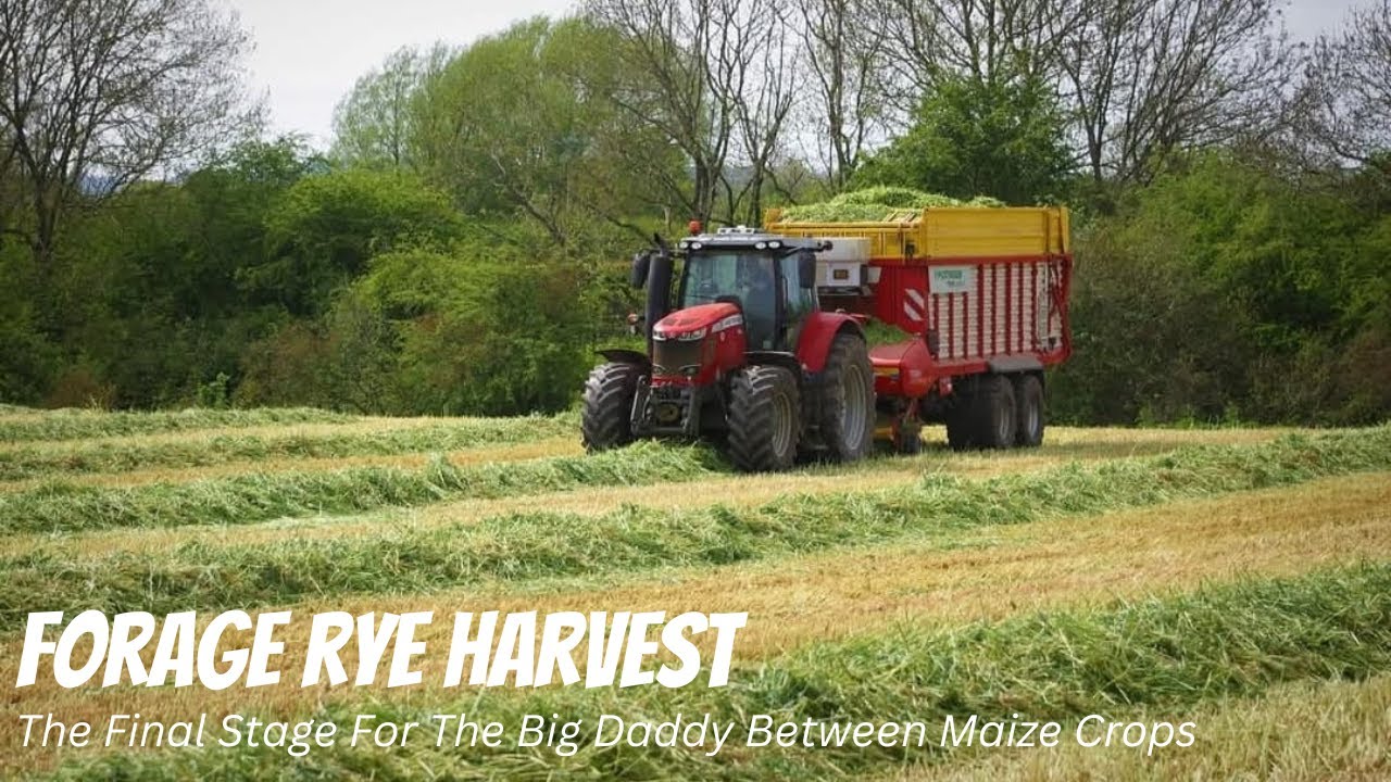 FORAGE RYE HARVEST - The Final Stage For The Big Daddy Between Maize ...