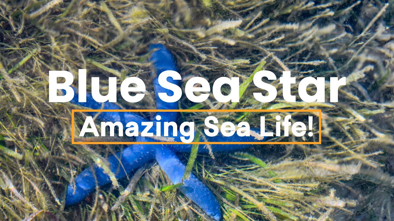 Amazing Sea Life, The Blue Sea Star. The crystal clear water made it ...