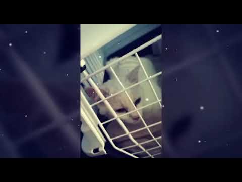 Mazsika emlekere aki mar csillag lett. Hianyzol