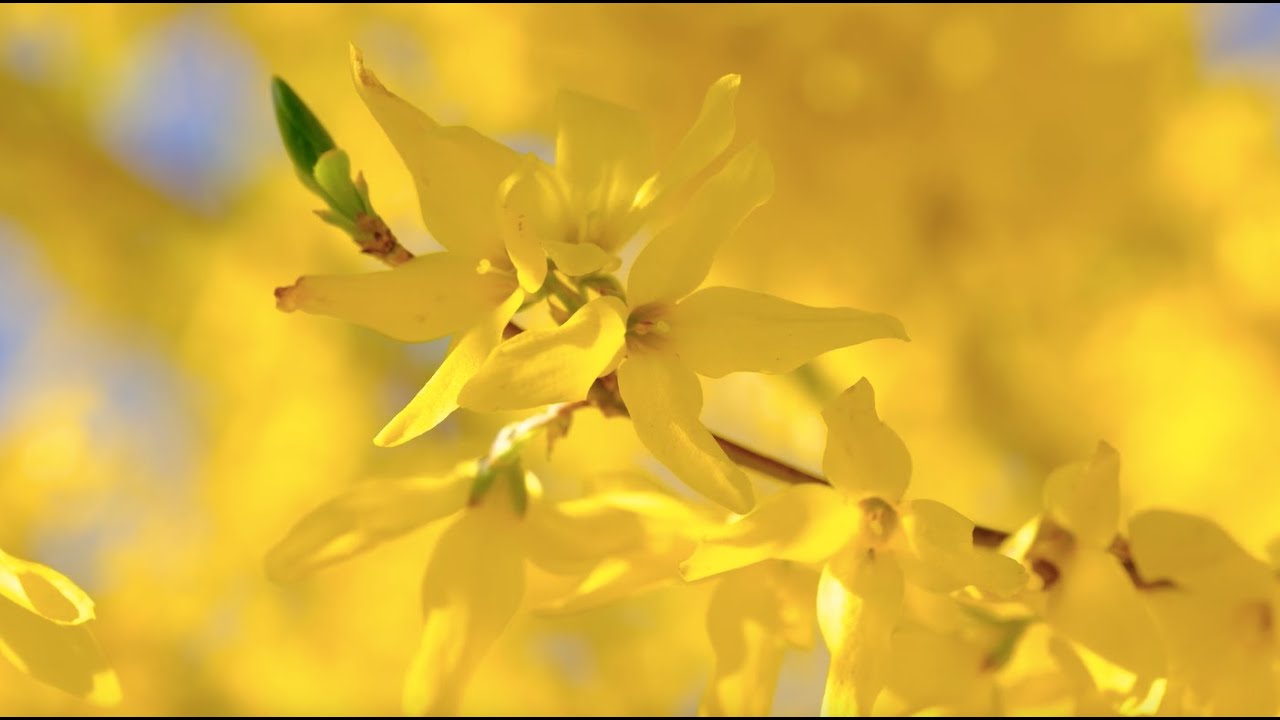 Relaxing Background Music - Spring Flowers - 1 hour - YouTube