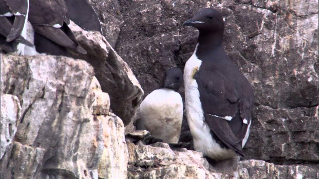 BBC Nature s Great Events EP01 The Great Melt 2009 864p BluRay AC3 x264 ...