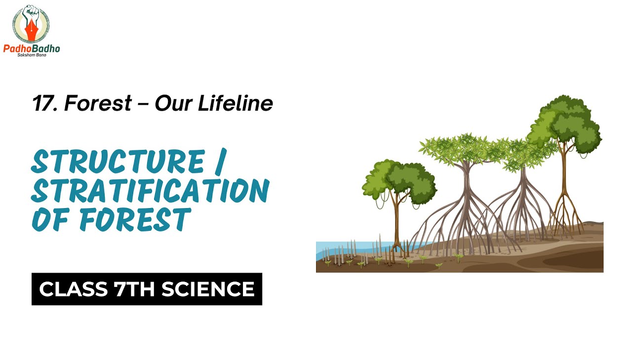"Structure/Stratification of Forest - Exploring the Layers of Our ...