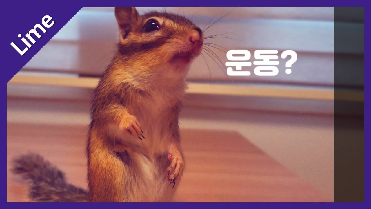 휴지 하나로 다람쥐 운동 시키는 방법 / How to exercise a chipmunk with tissue - YouTube