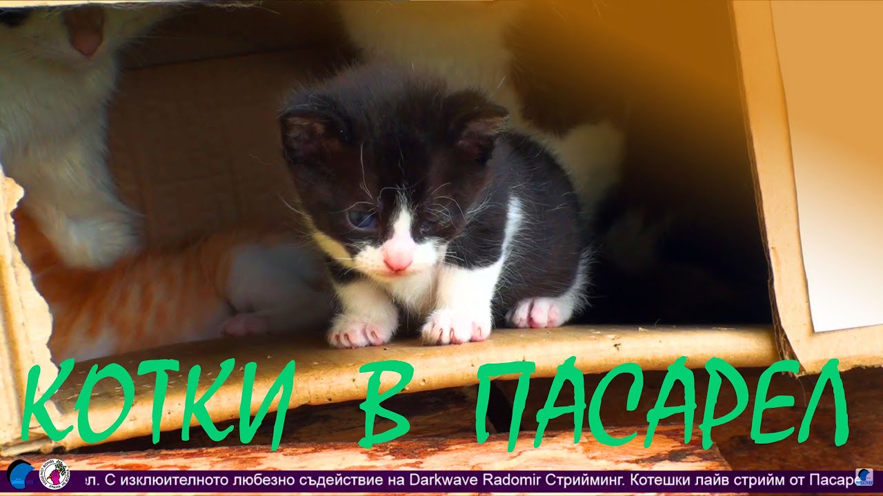 Лайв стрийм от :Къщата на котките в Пасарел", в компанията на Darkwave Radomir - радиото - YouTube