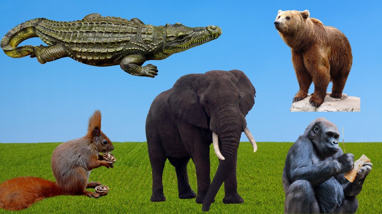 Animal Kingdom Delight Crocodile, Bear, Squirrel, Elephant, Monkey ...