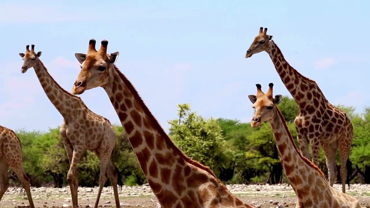 Autism Sensory Giraffe - YouTube