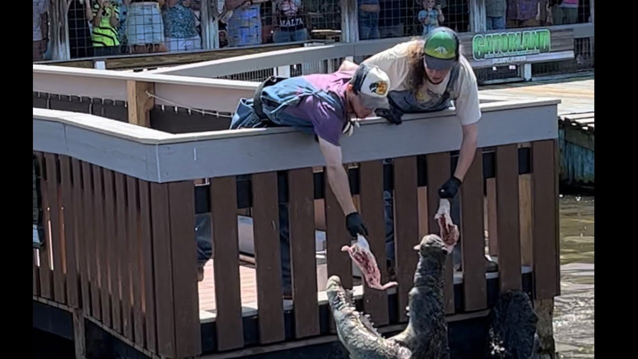 Enormous crocodile chomps chicken from Cooter’s hand at Gatorland - YouTube