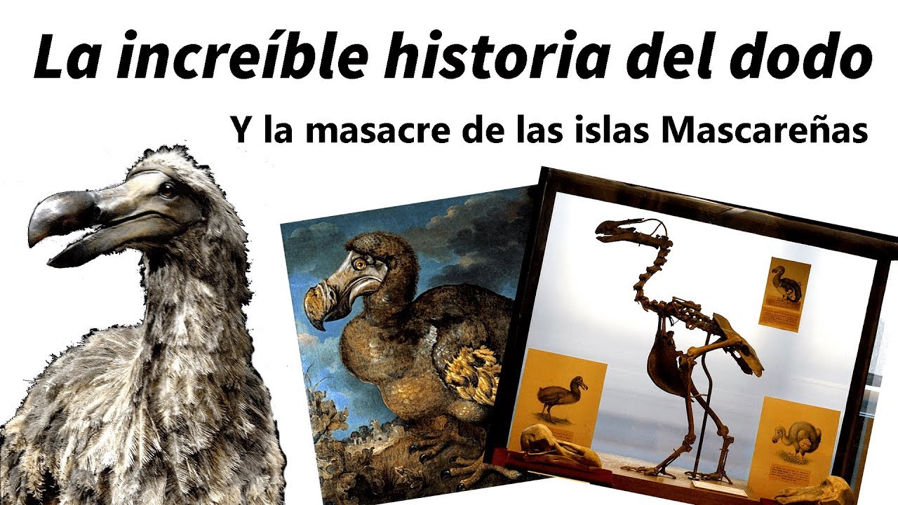 Medieval Suelto techo informacion sobre el pajaro dodo curso Pigmento ...