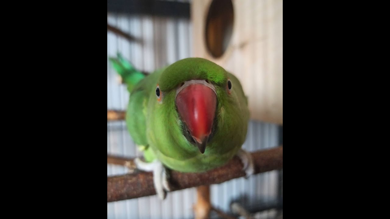 Mitho saying mian mitho || Mitho in happy mood || parrot in happy mood ...