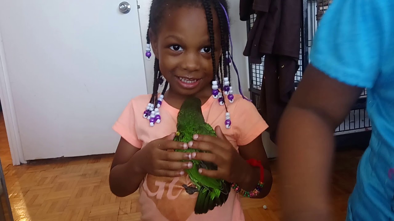 Pookie, the brown headed parrot Getting to Know the Kids - YouTube